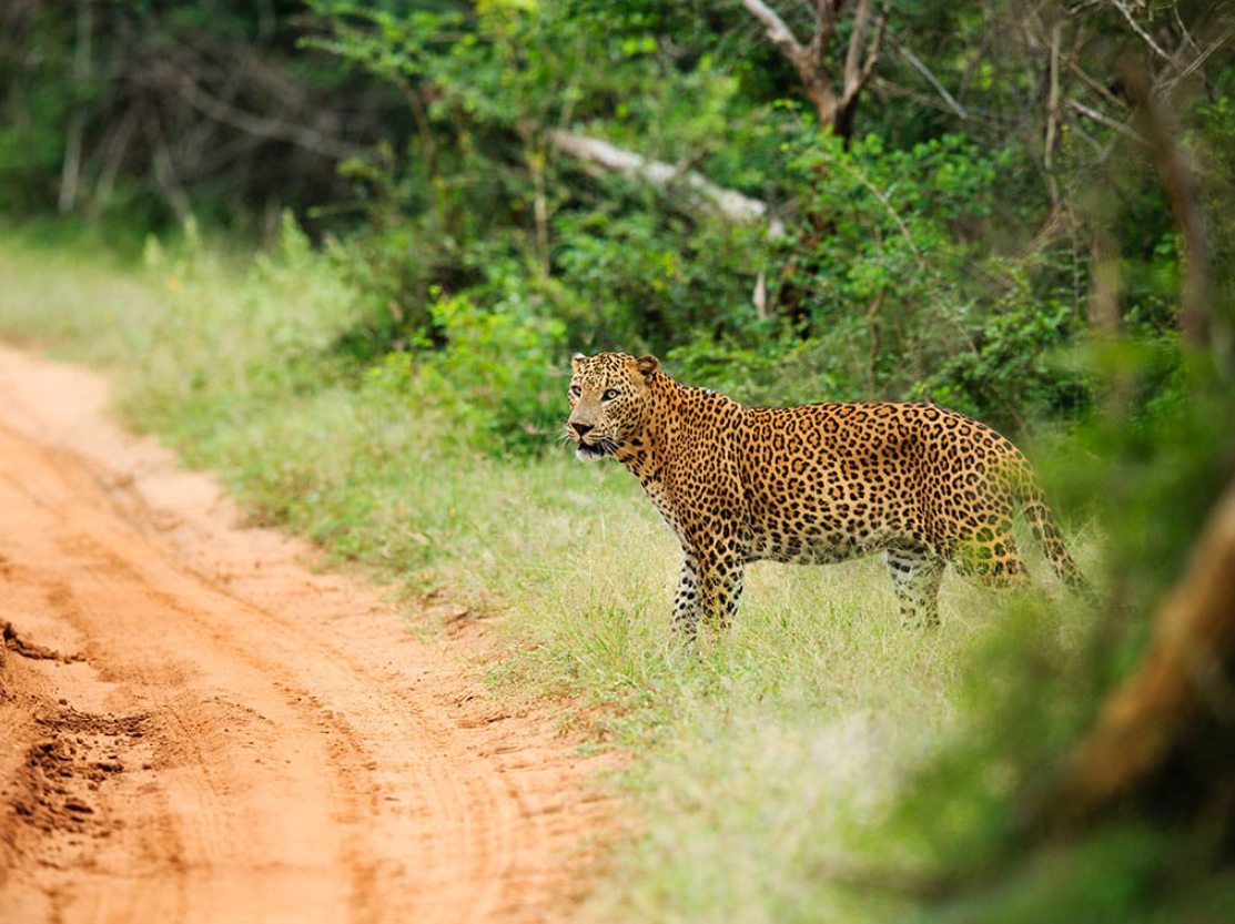 Chasing Leopards | Travel Gallery