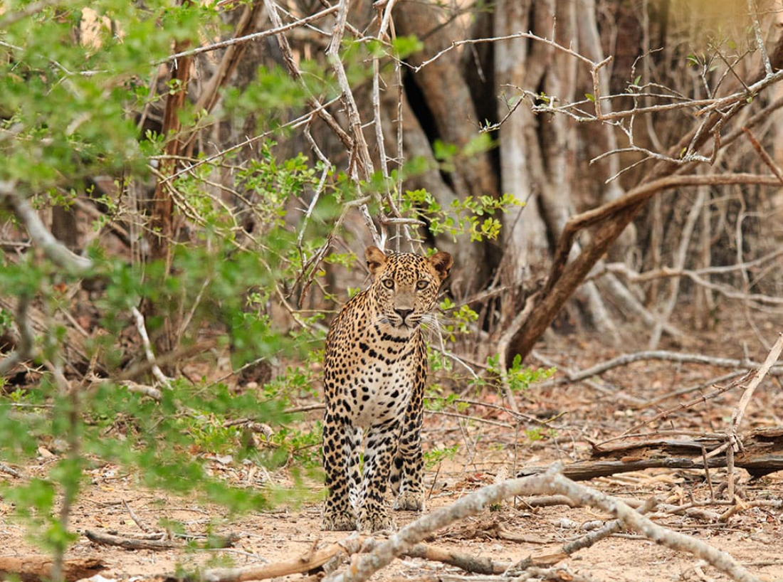 Chasing Leopards | Travel Gallery