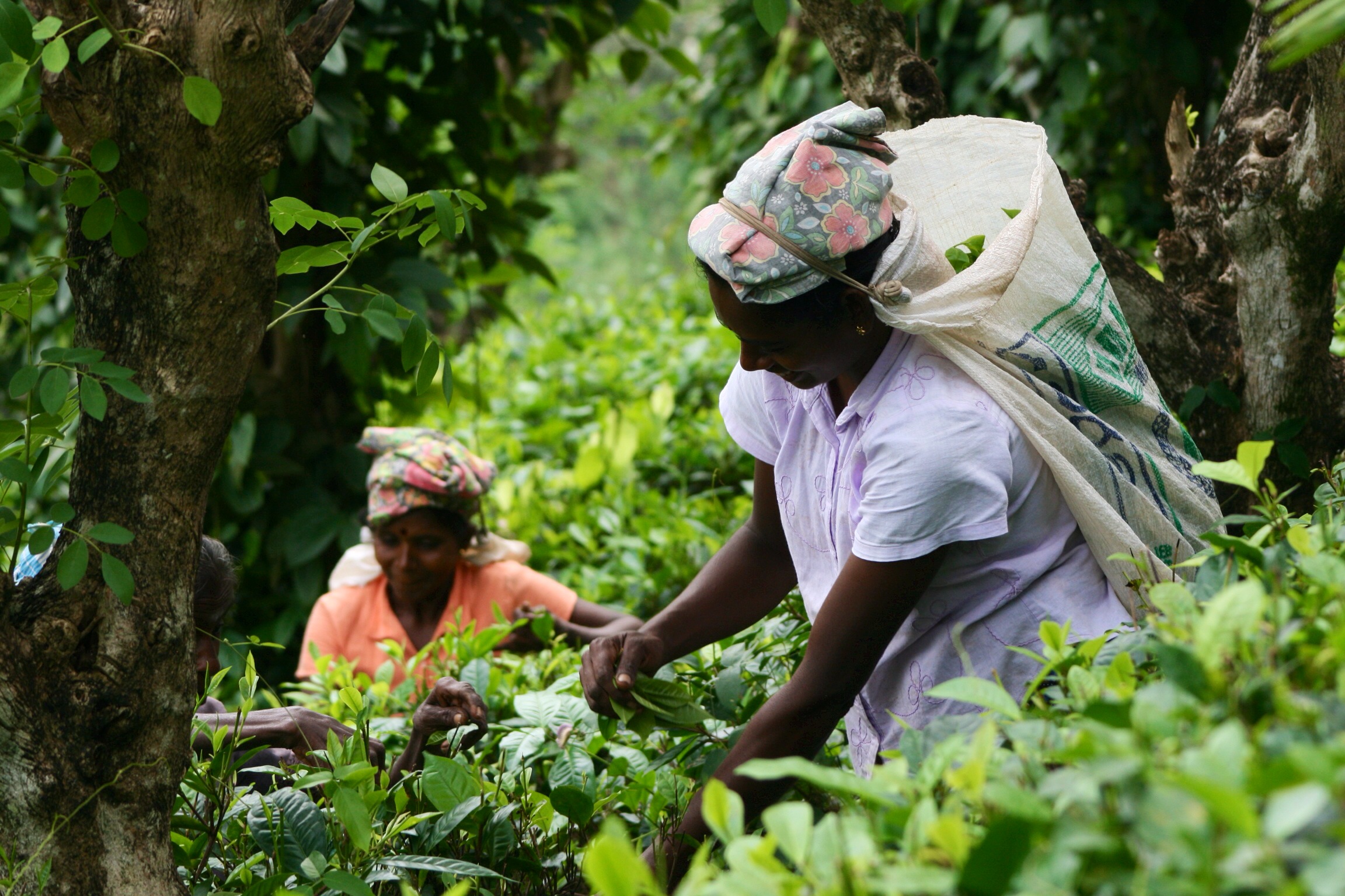 Tea Experiences | Travel Gallery